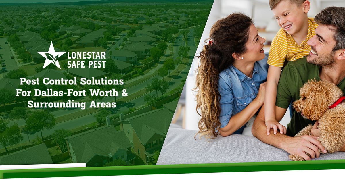 Pest Library | Your Complete Guide To Common Pests In Denton