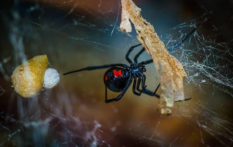 Blog - The Secret To Keeping Spiders Out Of Your Dallas Home