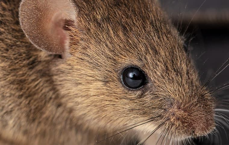 Rodent Control Made Simple For Dallas/Fort Worth Residents