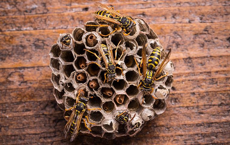 Blog - The Key To Effective Wasp Control For Dallas, TX Properties
